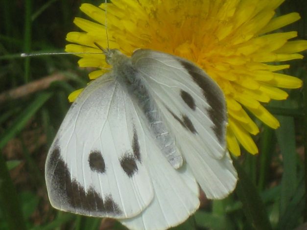 Pieris Rapae | Itinerari trekking